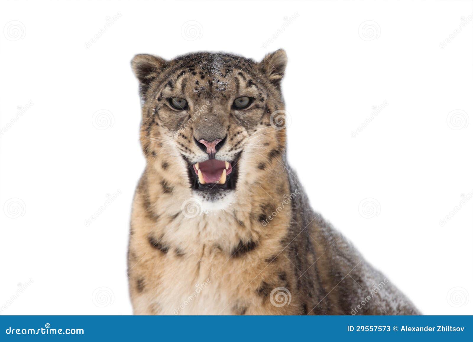 Angry Leopard Snow Stock Photos - Free & Royalty-Free Stock Photos from ...