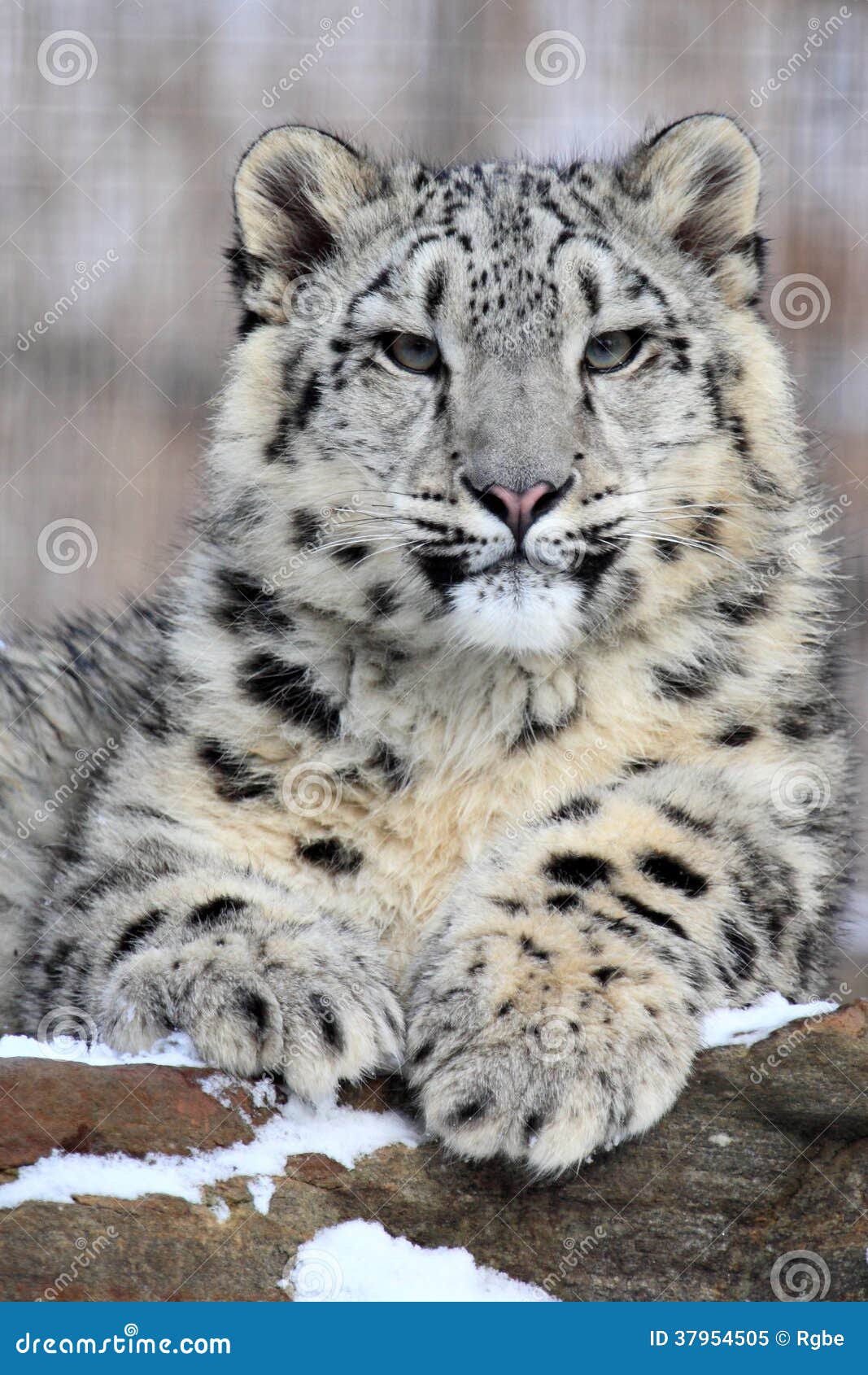 Snow leopard stock image. Image of look, wildlife, snow - 37954505
