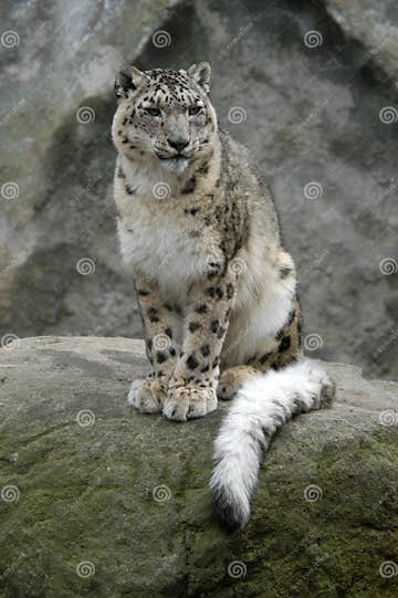 Snow Leopard stock image. Image of sadness, mammal, mountains - 382023