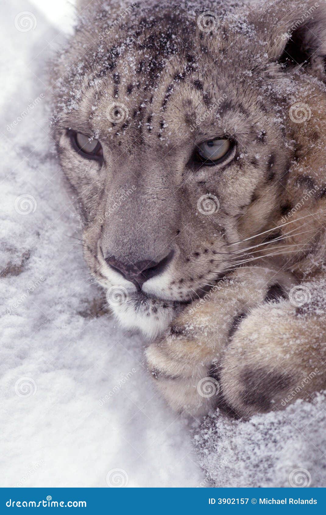 182 Leopard Curled Stock Photos - Free & Royalty-Free Stock Photos from ...