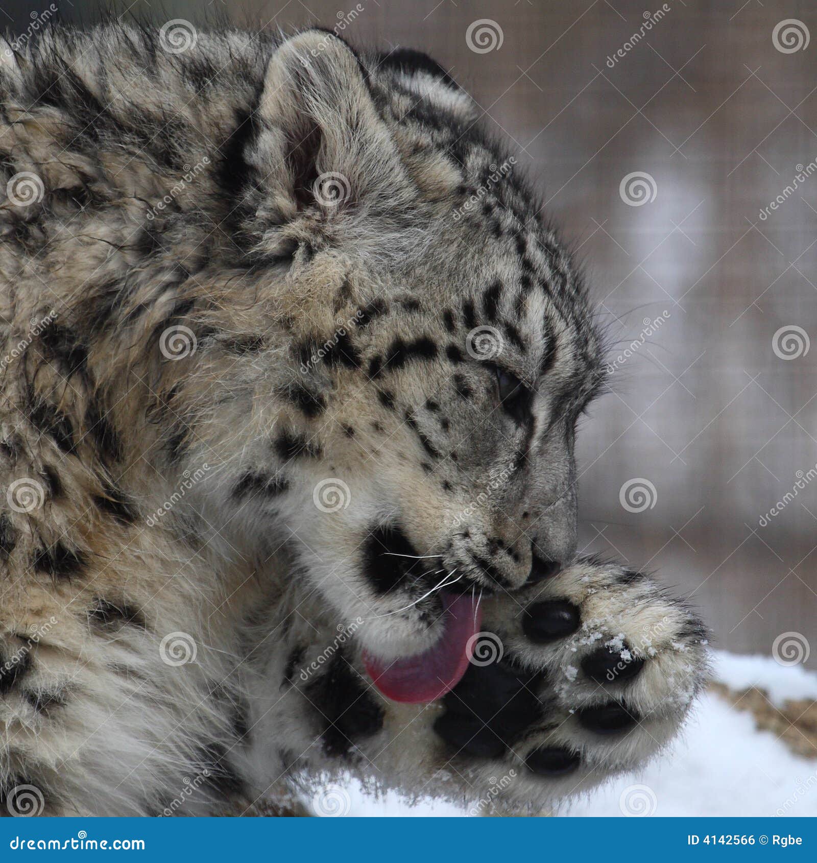 Snow leopard stock photo. Image of claw, cute, wildlife - 4142566