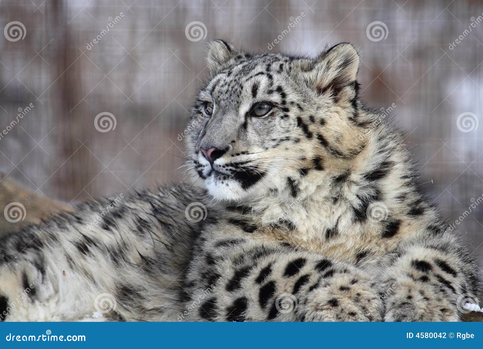Snow leopard stock photo. Image of spot, staring, wildlife - 4580042