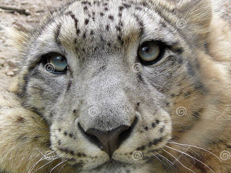Snow leopard stock photo. Image of leopard, loneliness - 4665502