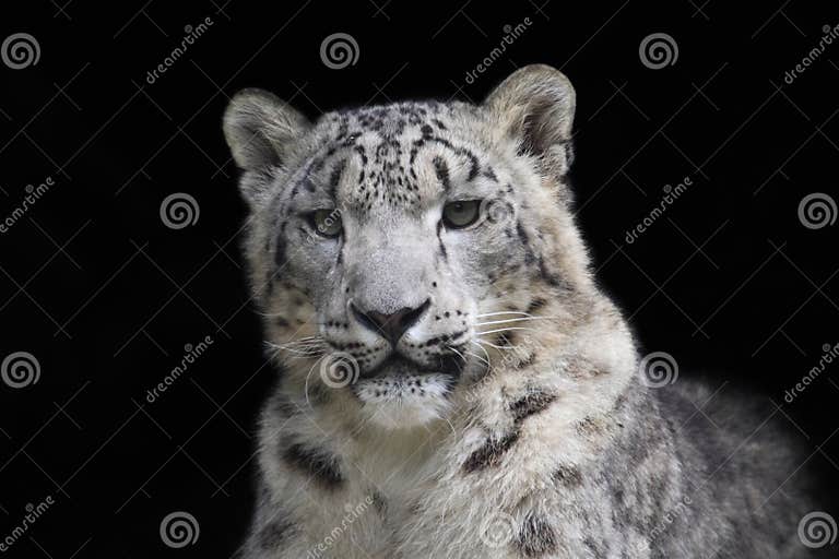 Snow leopard stock image. Image of profile, background - 5650691