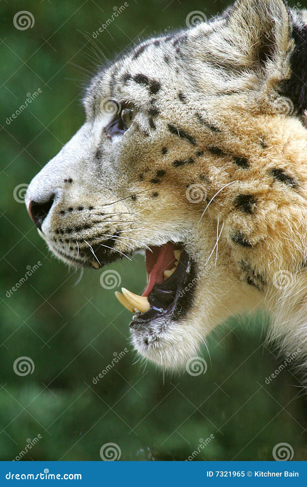Snow Leopard stock image. Image of close, leopard, face - 7321965