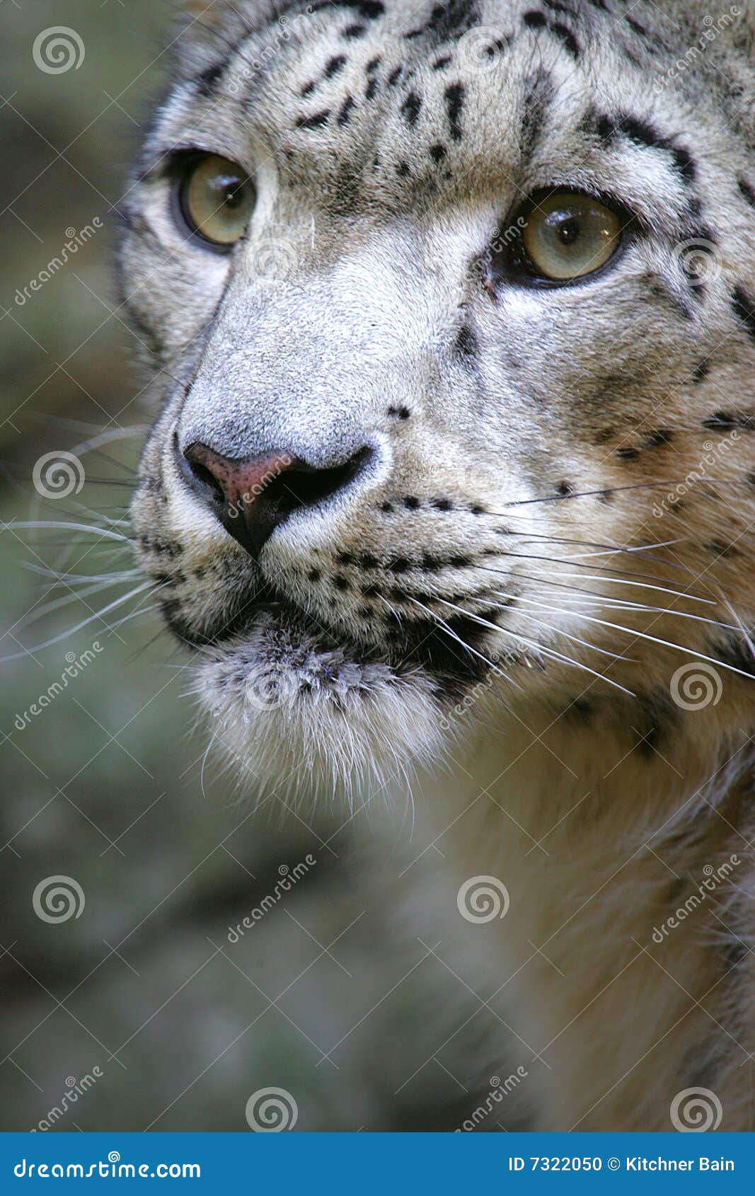 Snow Leopard stock photo. Image of feline, spot, snow - 7322050