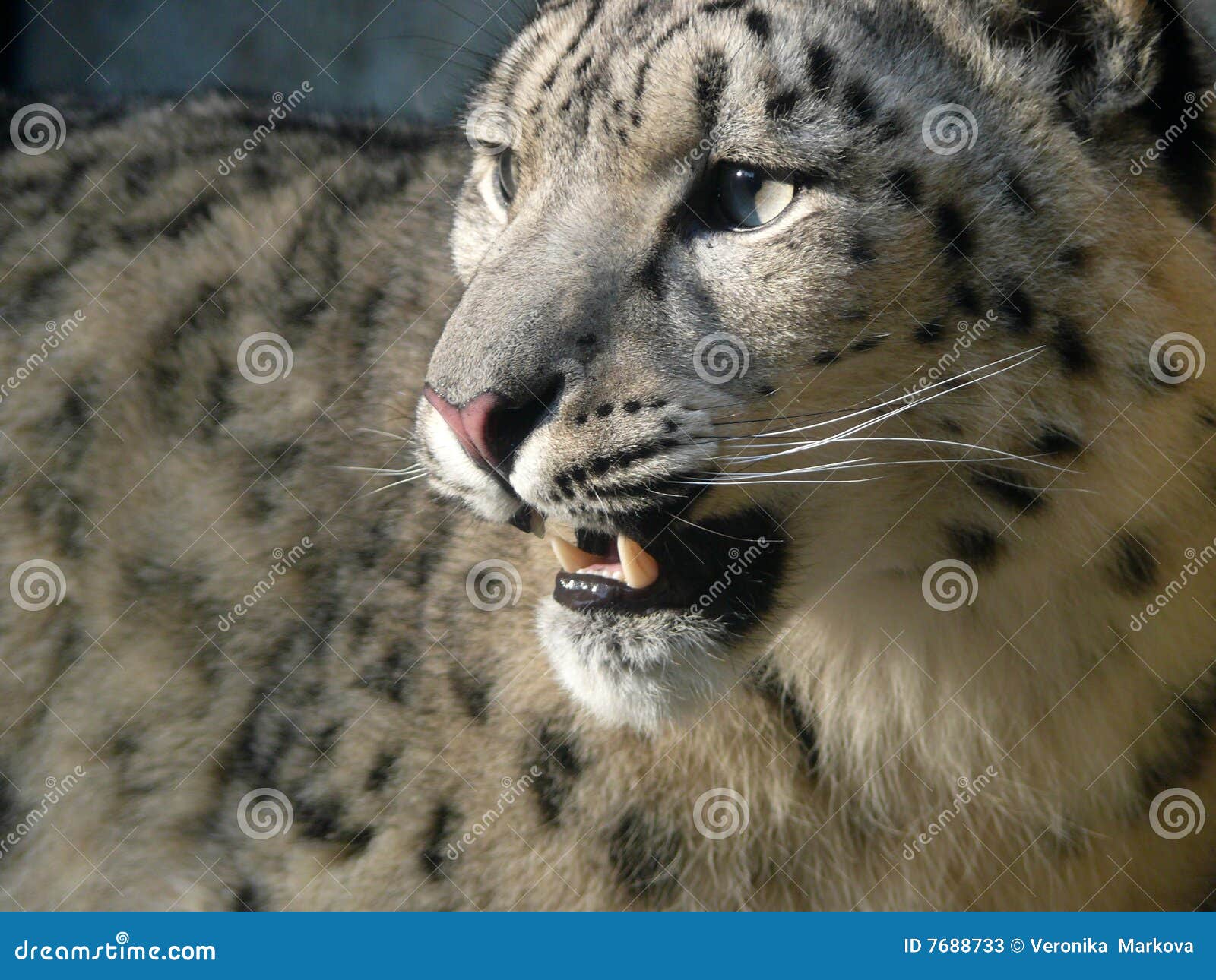 Snow Leopards Stock Photo | CartoonDealer.com #14205414