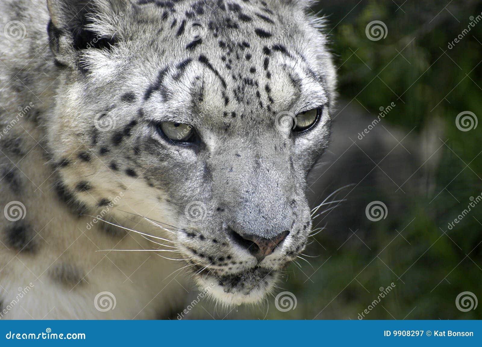 Snow Leopard Picture. Image: 9908297