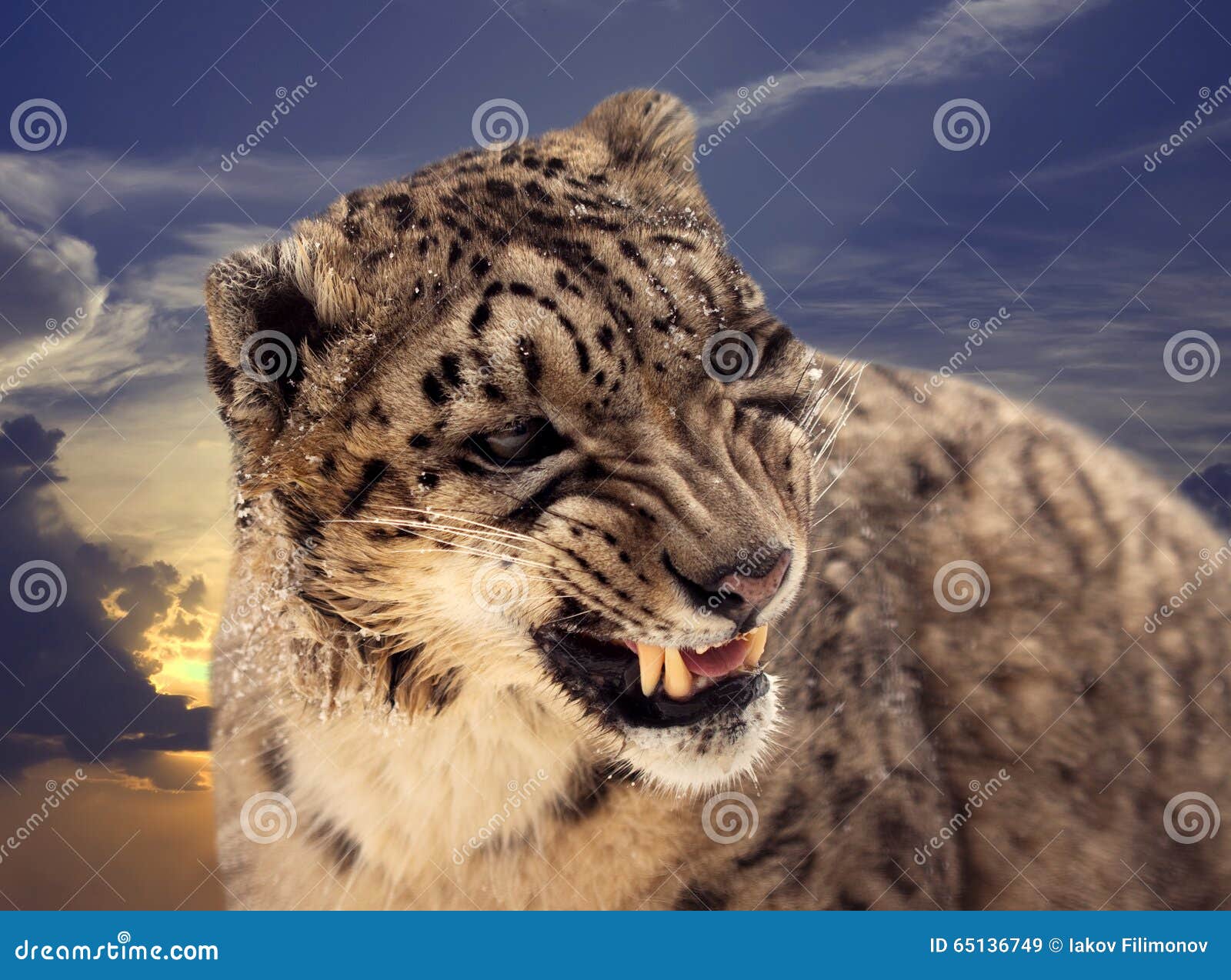 Snow Leopard Against Sunset Sky Stock Image - Image of endangered ...