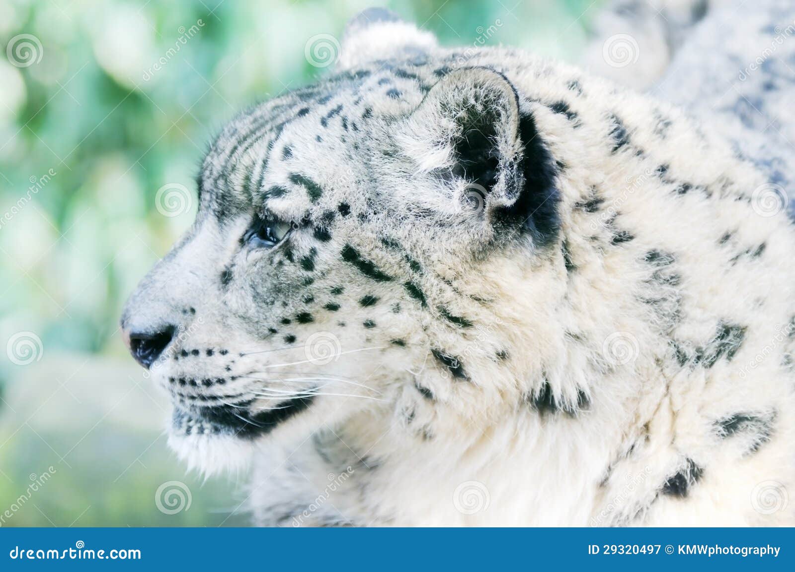 Snow Leopard Alert stock image. Image of endangered, outdoors - 29320497