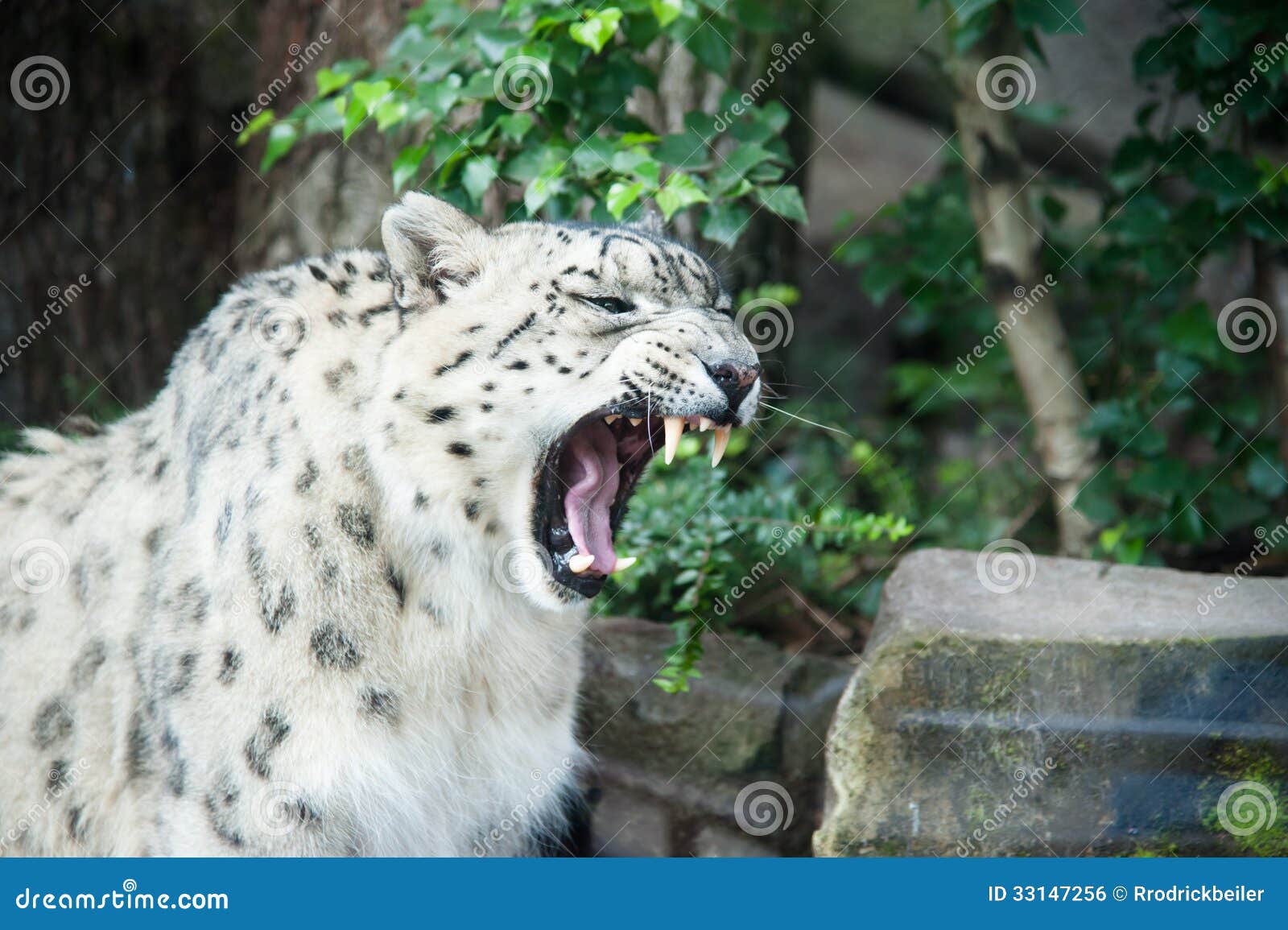Snow Leopard Roaring