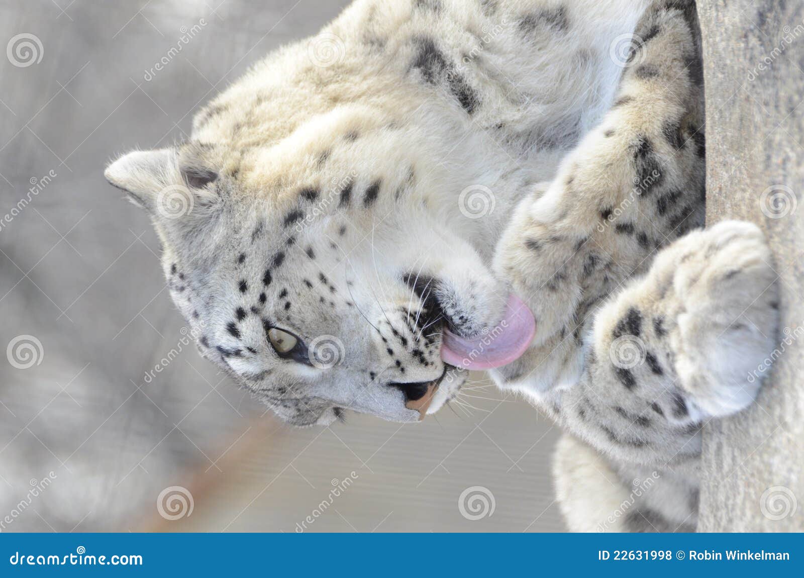 Snow leopard bath stock photo. Image of bath, bathe, white - 22631998