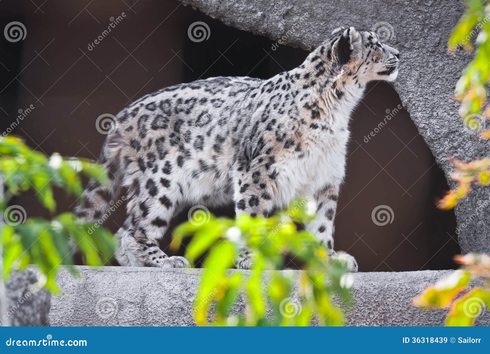 Snow Leopard stock image. Image of spots, predator, closeup - 36318439