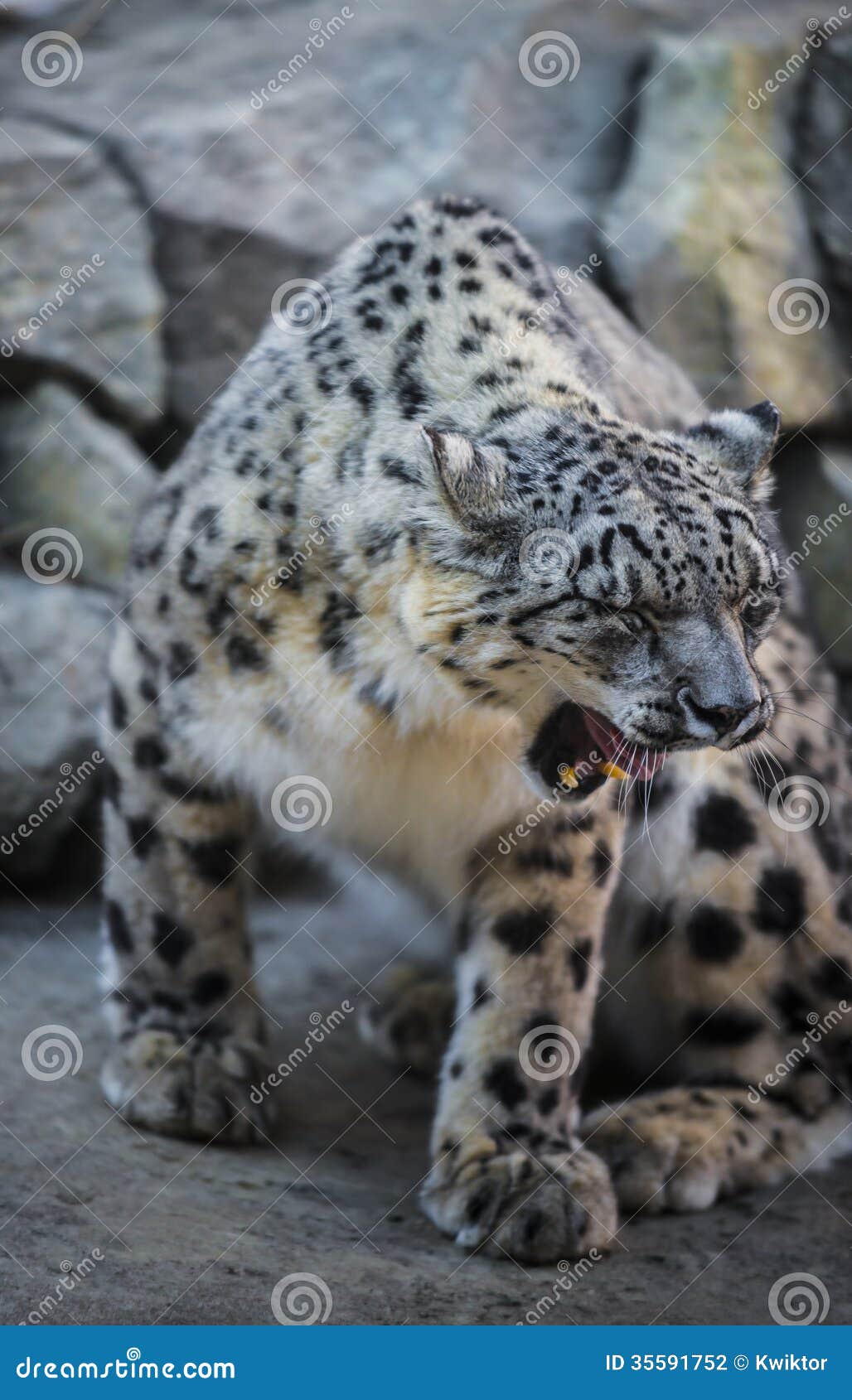 Snow Leopard stock photo. Image of animal, ferocious - 35591752