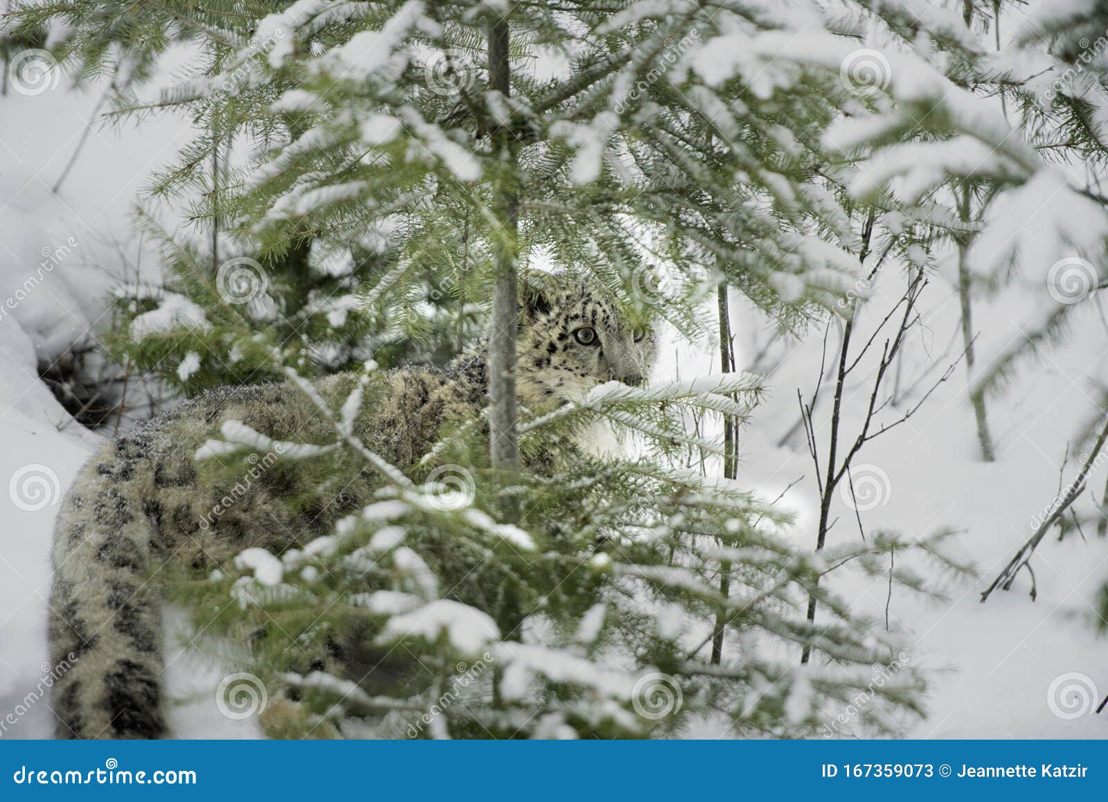 Snow Leopard in the snow stock image. Image of mountains - 167359073