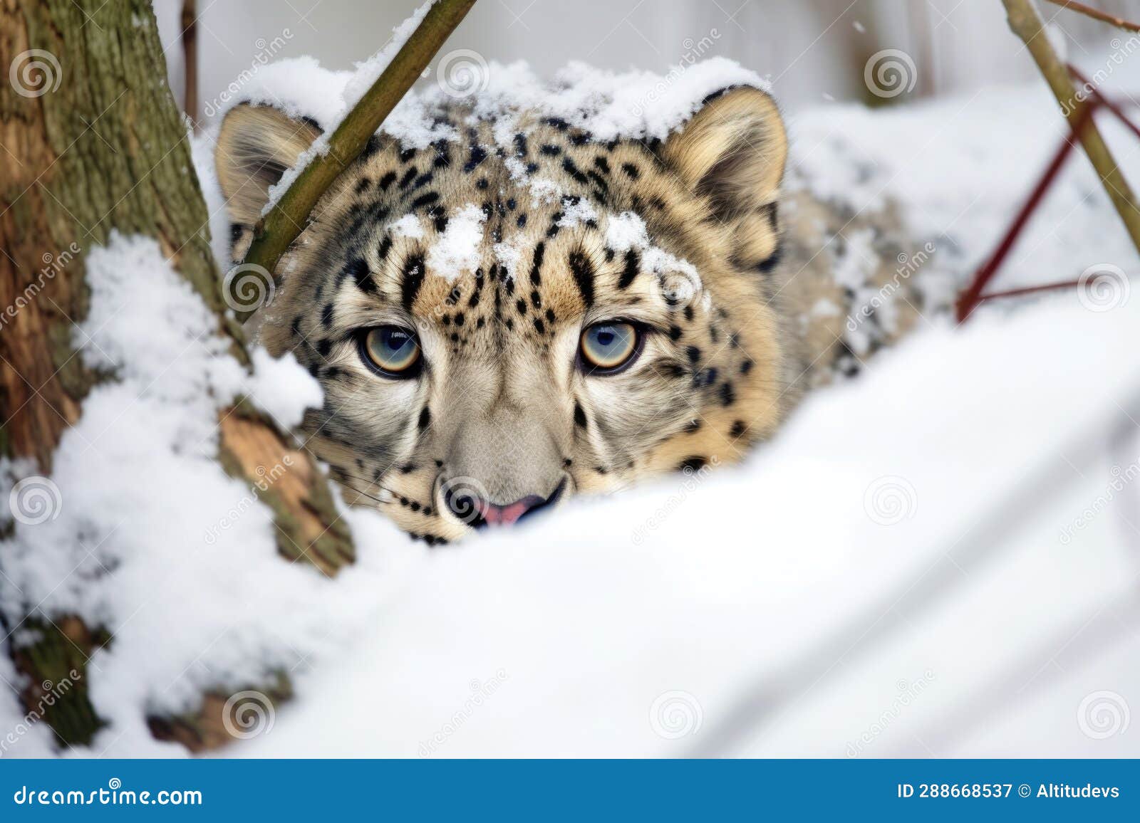 Snow Leopard Camouflaged in White Snow, Ready To Pounce Stock Image ...