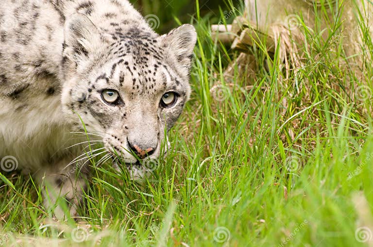 Snow Leopard Close Up stock image. Image of snow, grey - 10402971