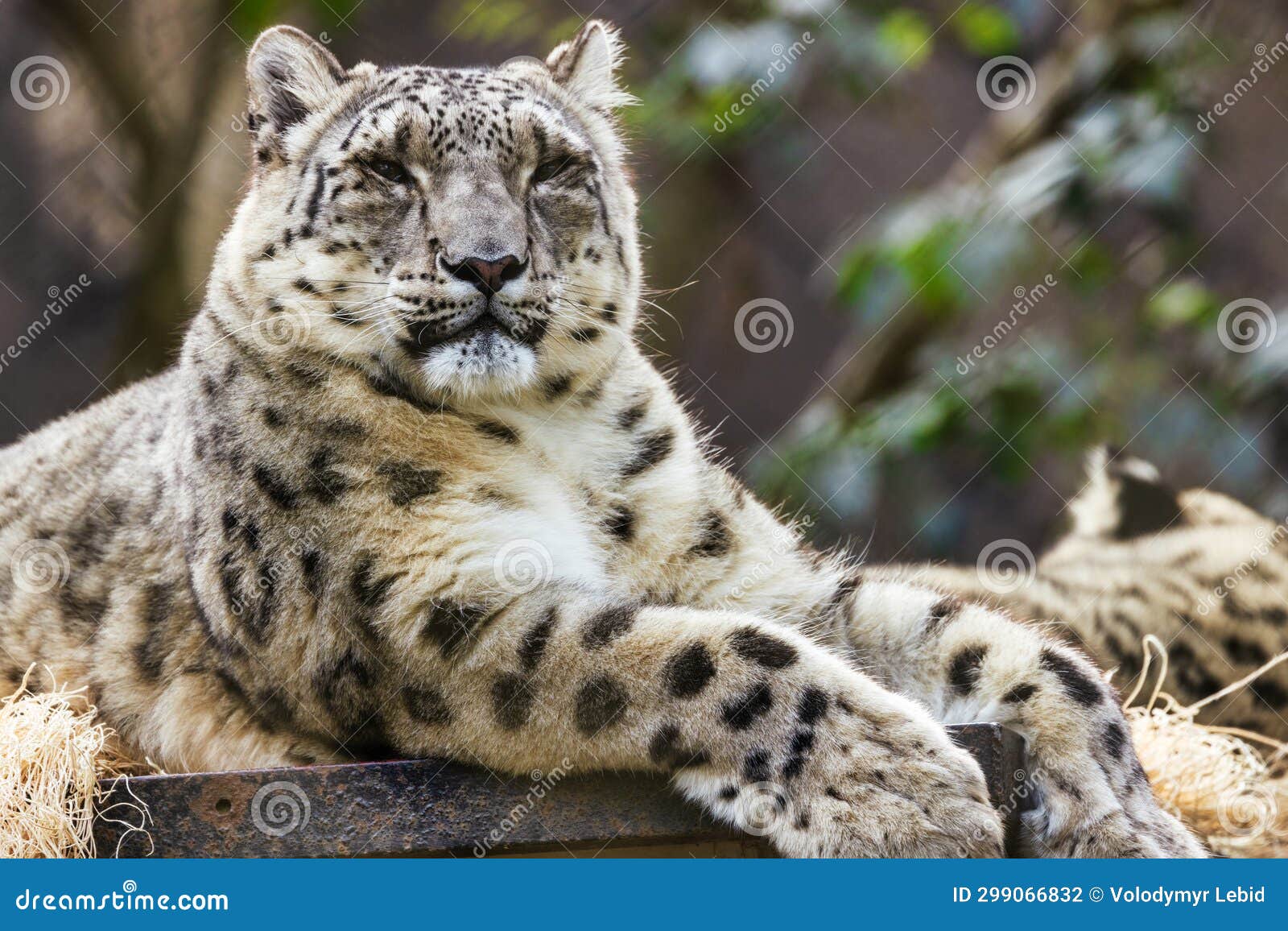 Snow Leopard Close Up, Animal Protection Concept Stock Photo - Image of ...
