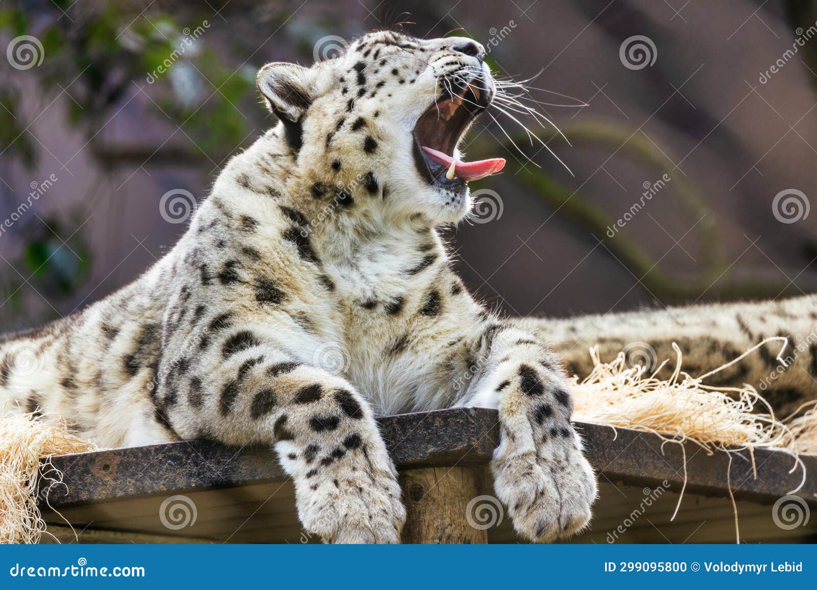 Snow Leopard Close Up, Animal Protection Concept Stock Photo - Image of ...