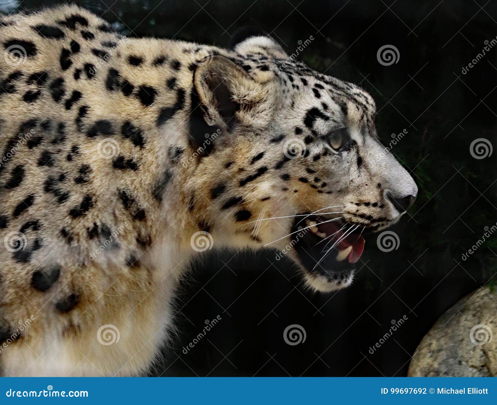 Snow Leopard stock photo. Image of rare, predator, alpine - 99697692