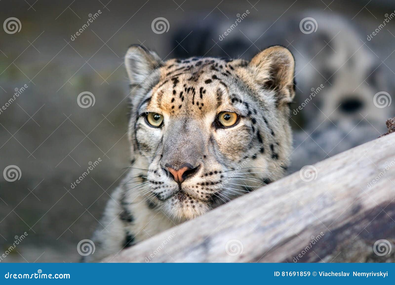 Snow Leopard Close Up Portrait Stock Image - Image of nature, head ...