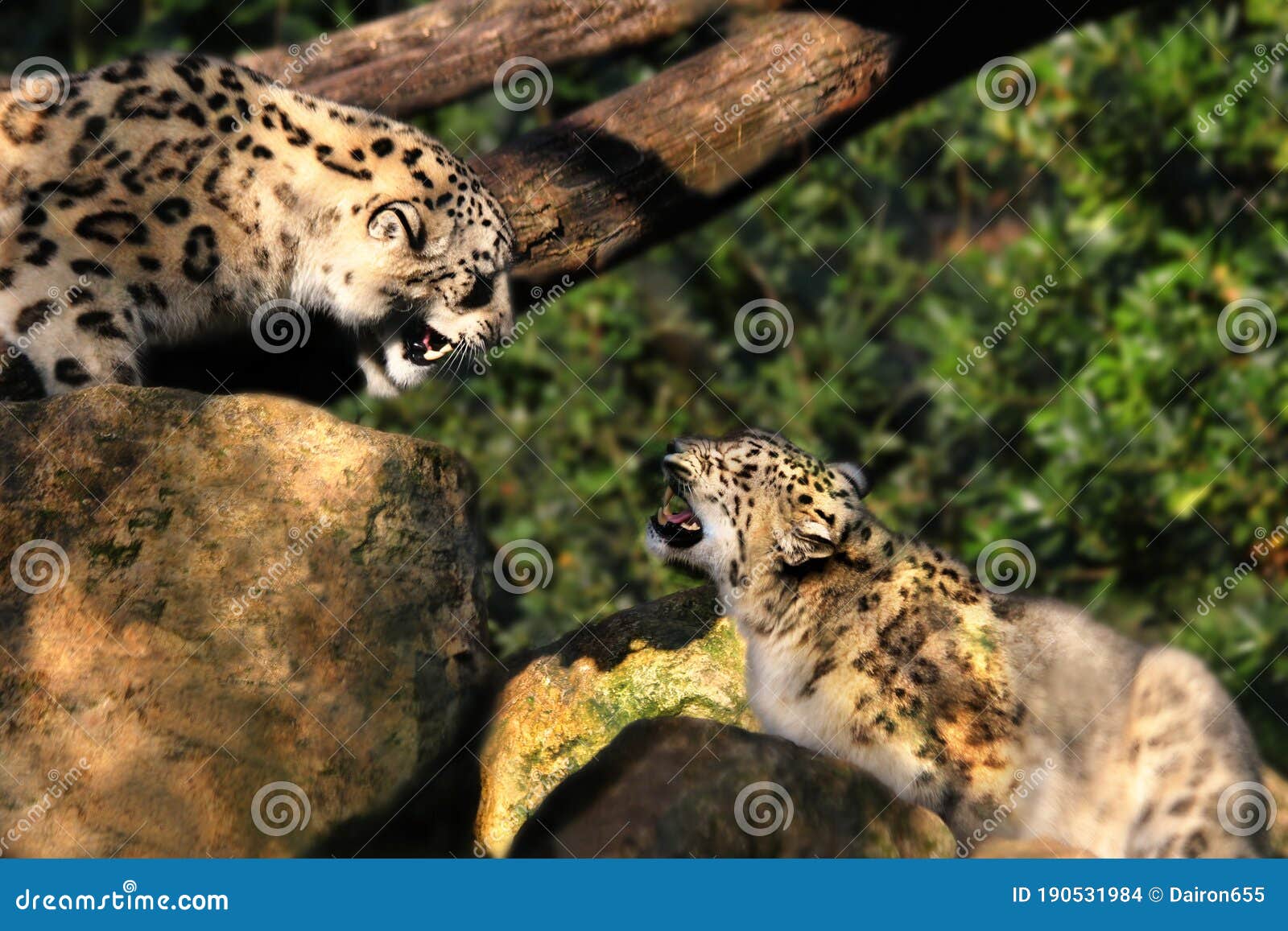 Two Snow Leopards Hissing at Each Other Stock Photo - Image of species ...