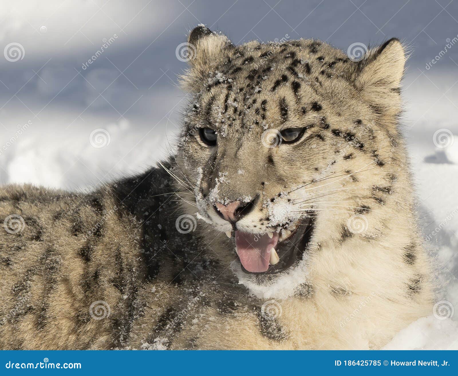 Snow Leopard in Snow Closeup Stock Image - Image of hungry, leopard ...