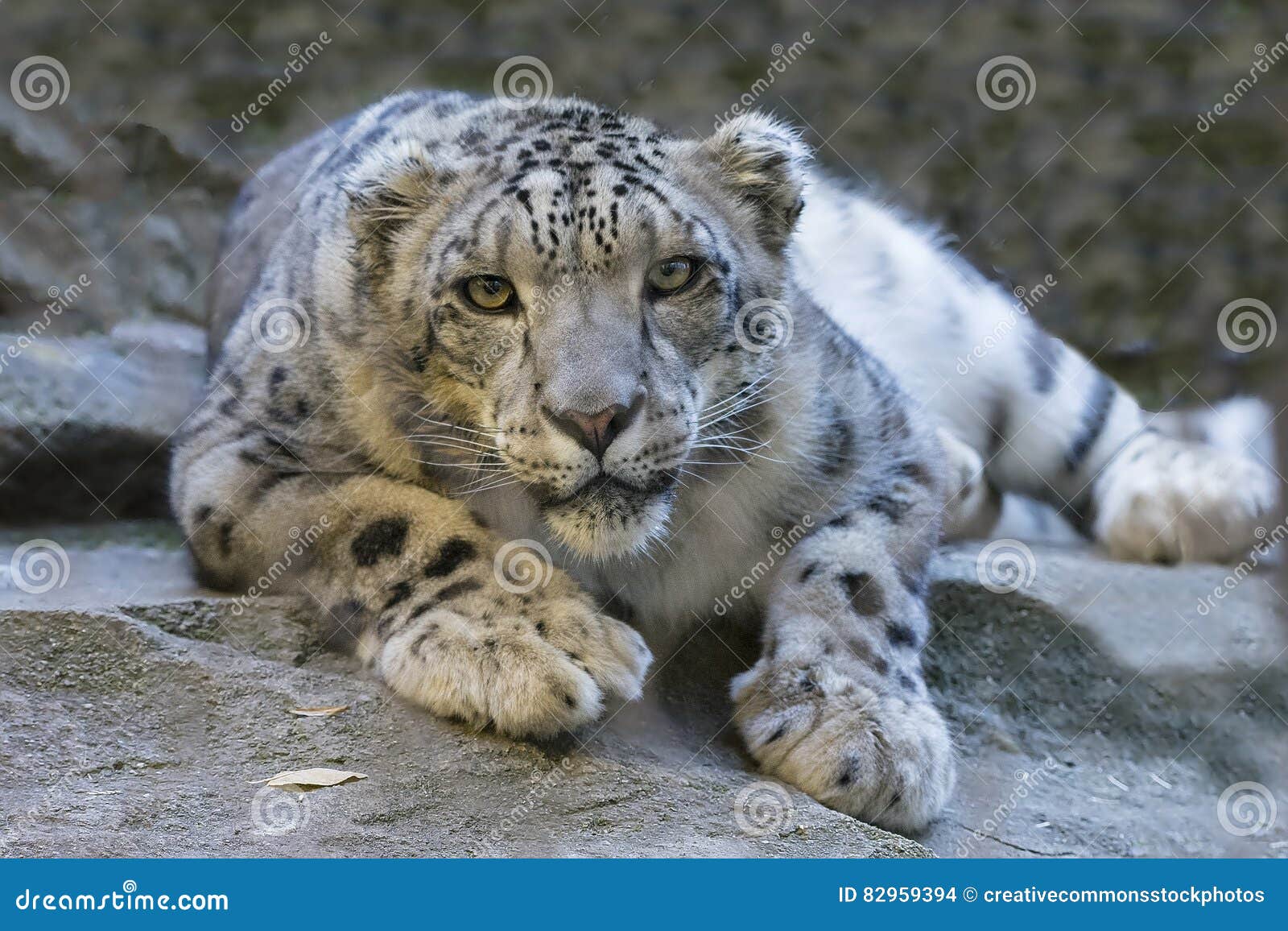 Snow Leopard In Crouch Picture. Image: 82959394