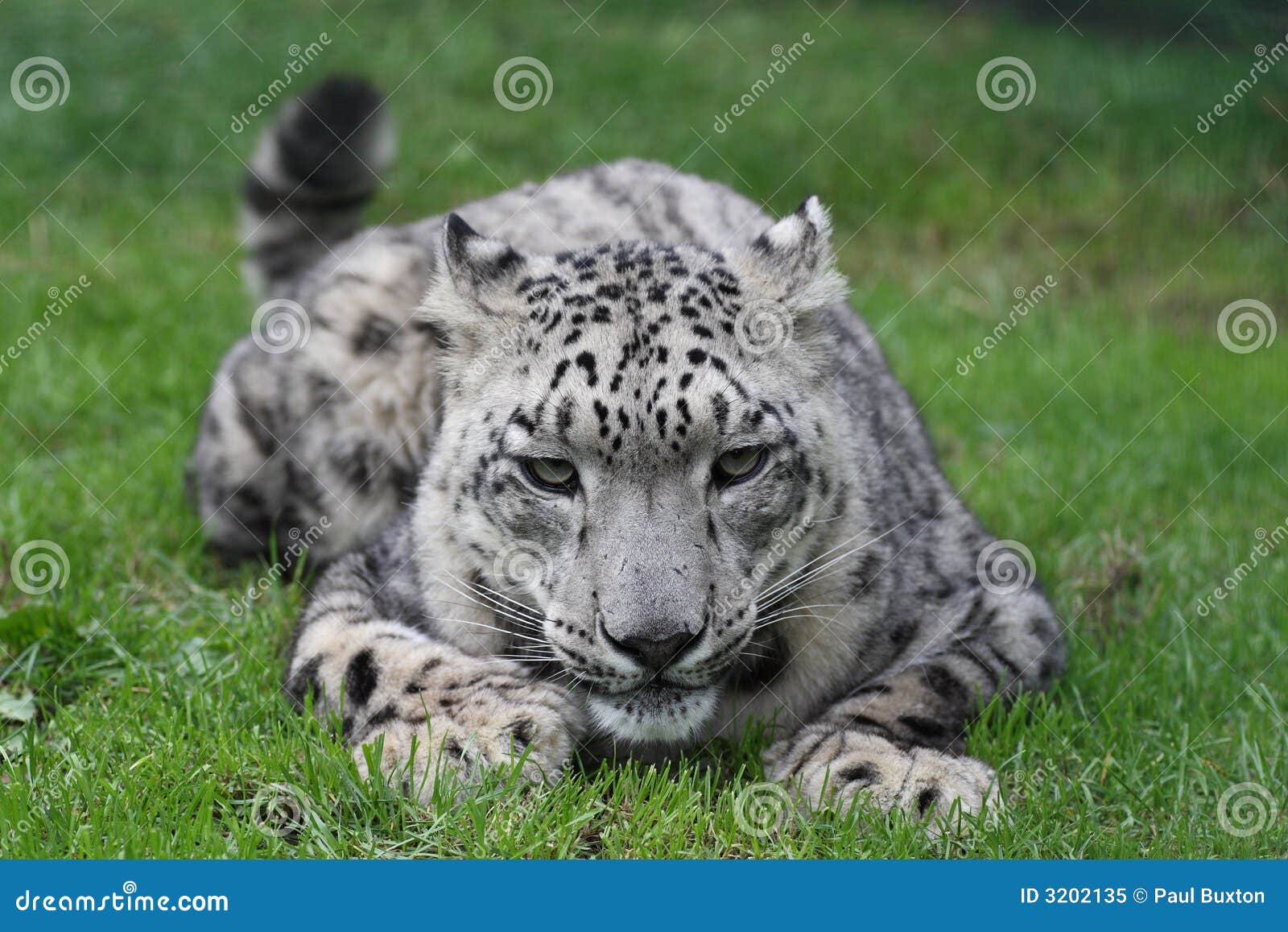 Snow Leopard Crouching Picture. Image: 3202135