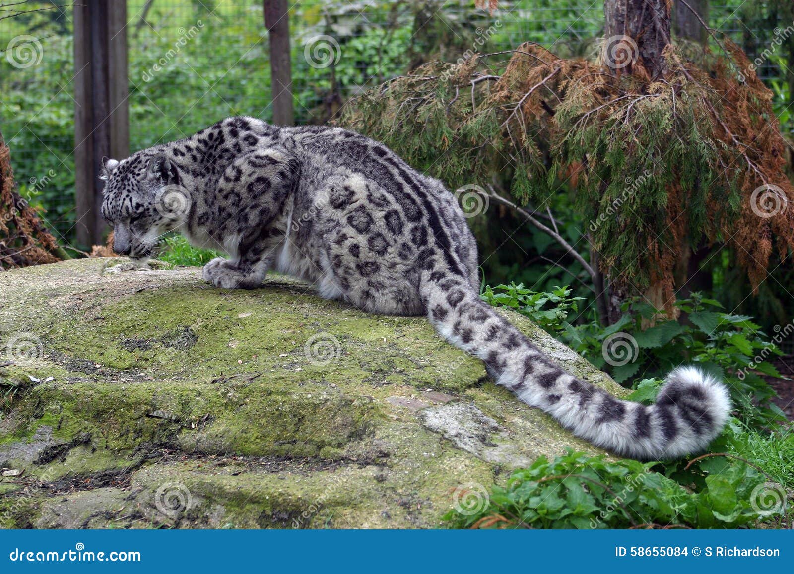 Snow Leopard, Crouching on Her Rock Stock Photo - Image of cuddly, road ...