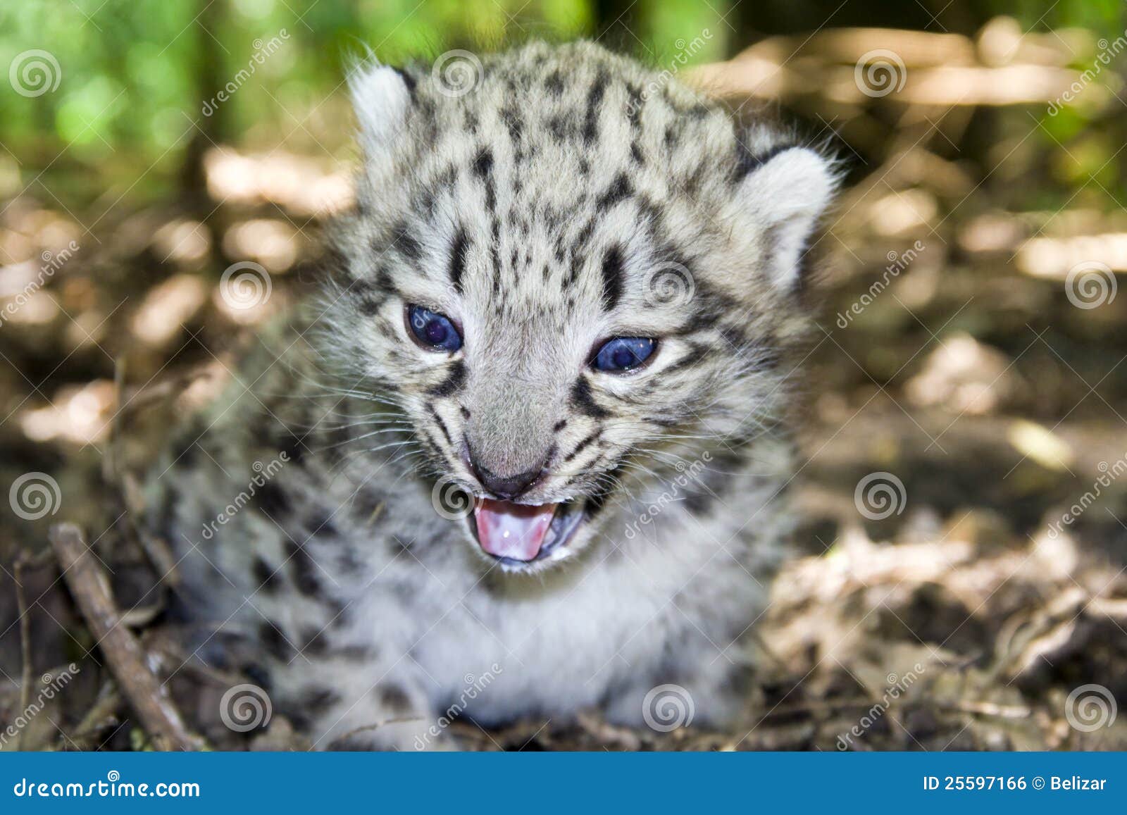 Snow leopard cub stock photo. Image of leopard, irbis - 25597166