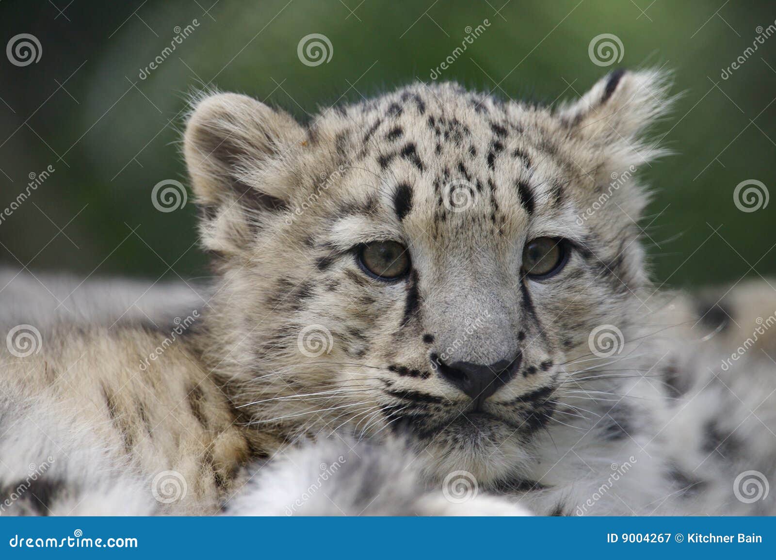 Snow Leopard Cub stock image. Image of snow, cats, wild - 9004267