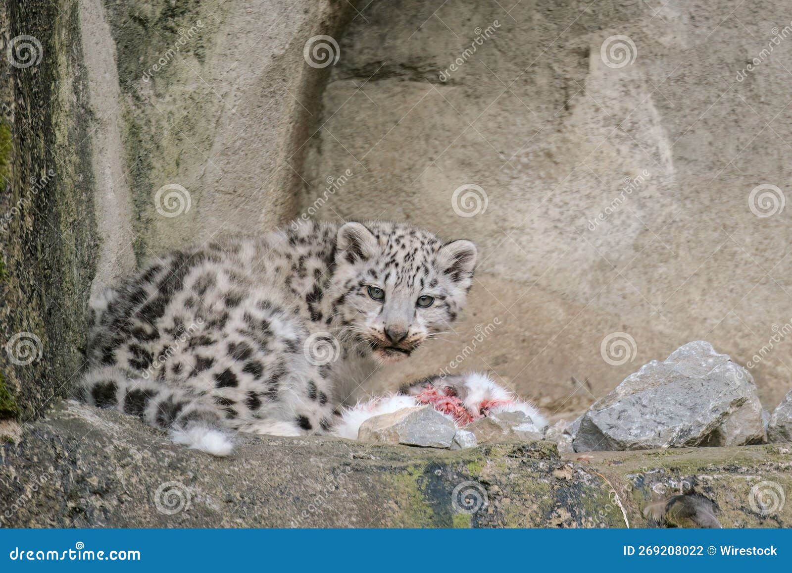 Snow Leopard Cub Eating Raw Meat Stock Photo - Image of creature, meat ...