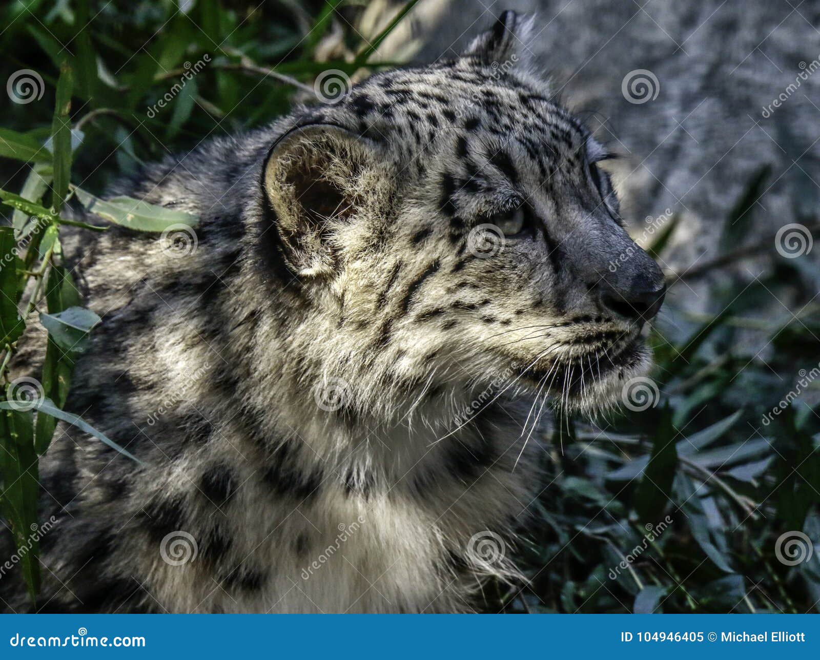 Snow Leopard Cub Face stock image. Image of himalayas - 104946405