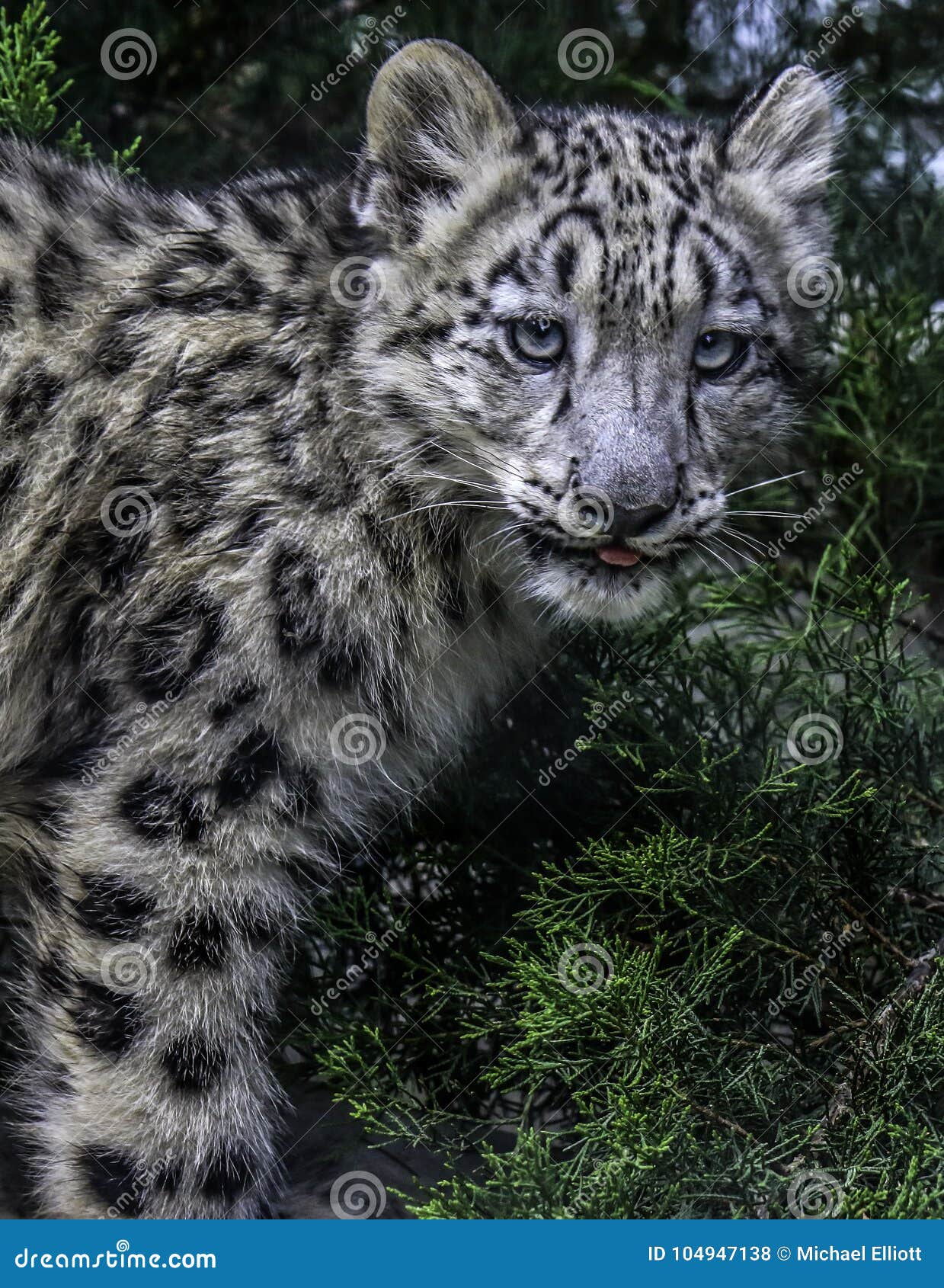 Snow Leopard Cub Face stock photo. Image of grown, alpine - 104947138