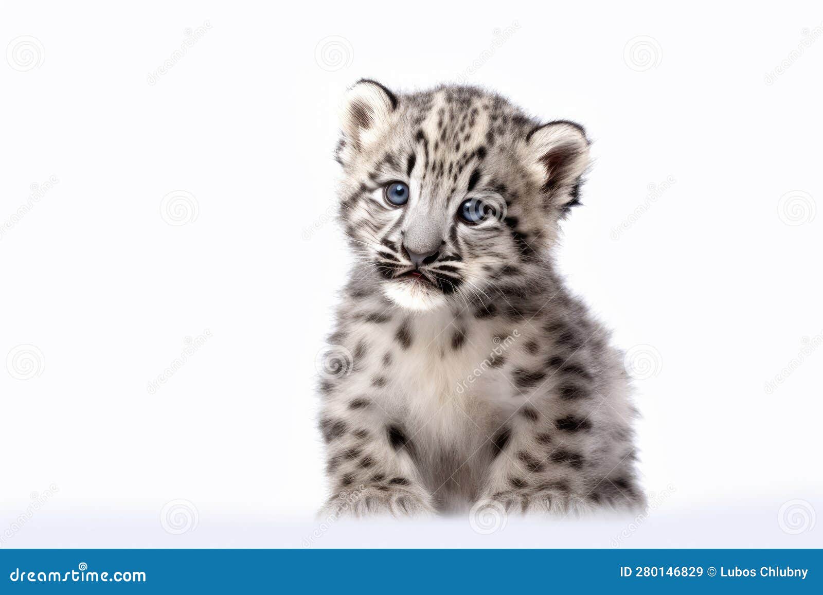 Snow Leopard Background