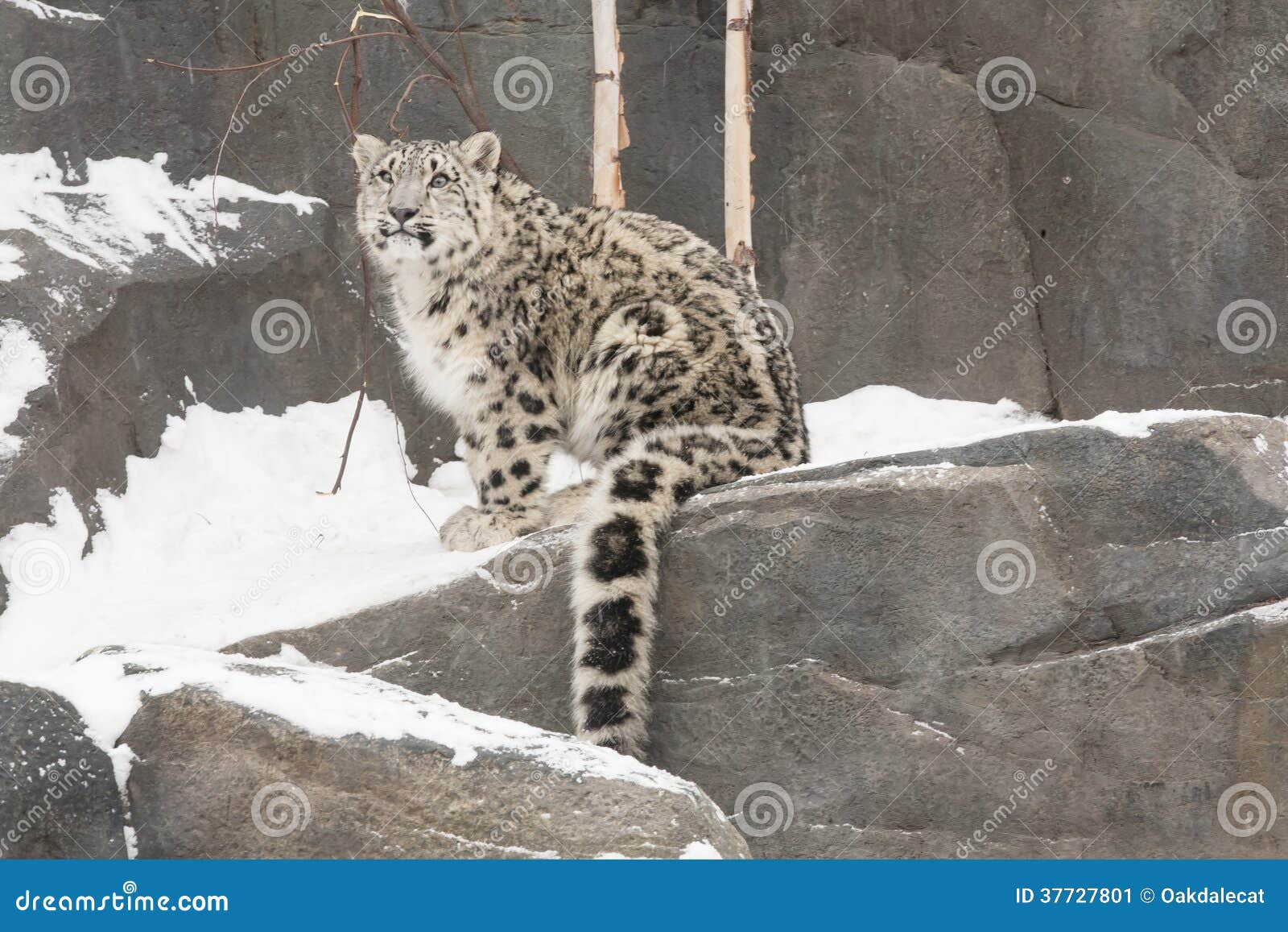 Snow Leopard Tail