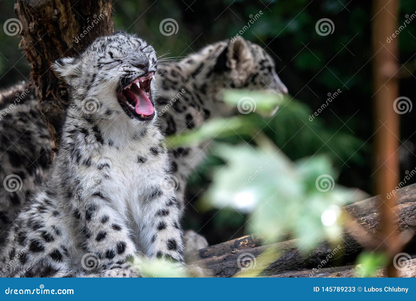 Snow Leopard Cub, Panthera Uncia Stock Image - Image of uncia ...