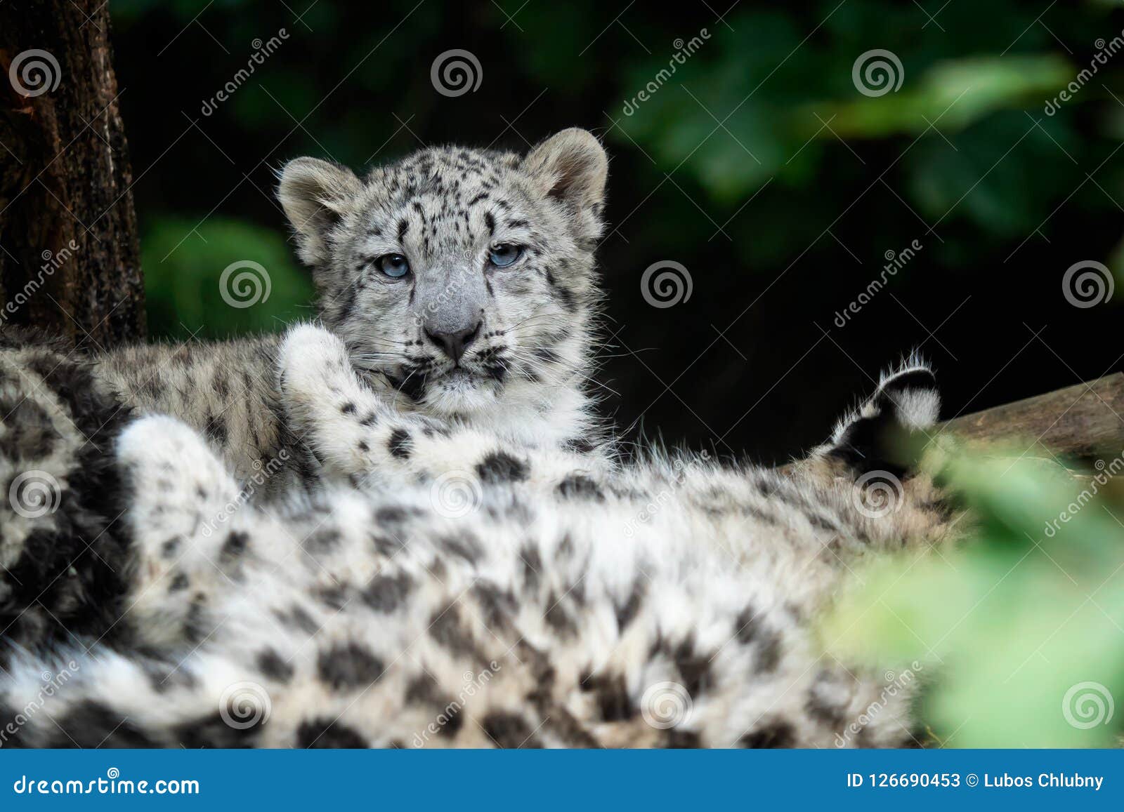 Snow Leopard Cub Panthera Uncia. Stock Image - Image of leopard ...