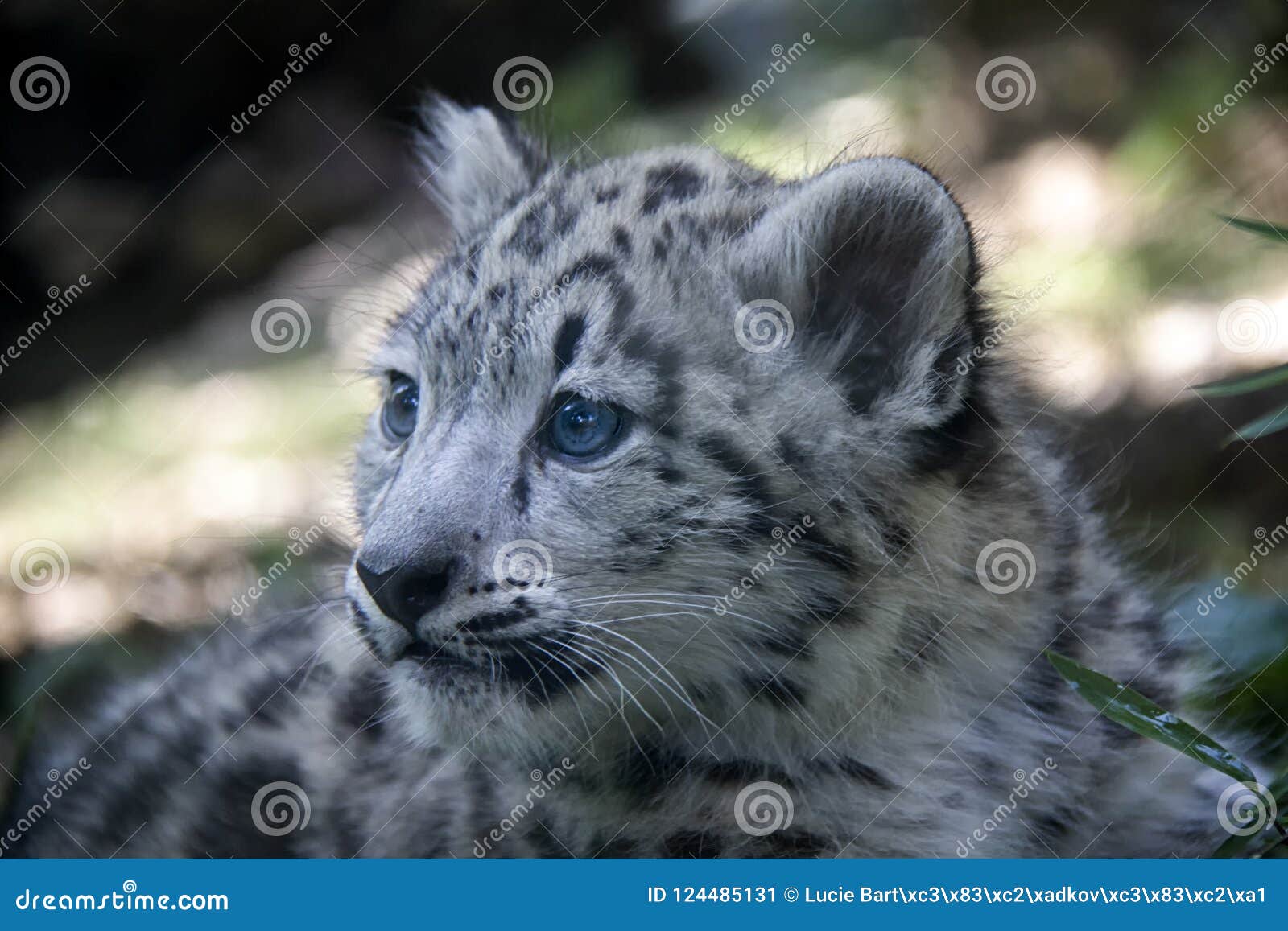 Snow leopard cub. stock image. Image of furry, fluffy - 124485131
