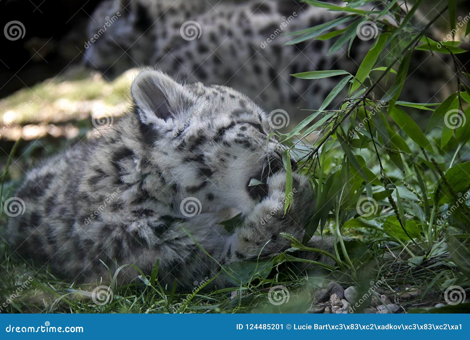 Snow leopard cub. stock image. Image of animal, kitten - 124485201