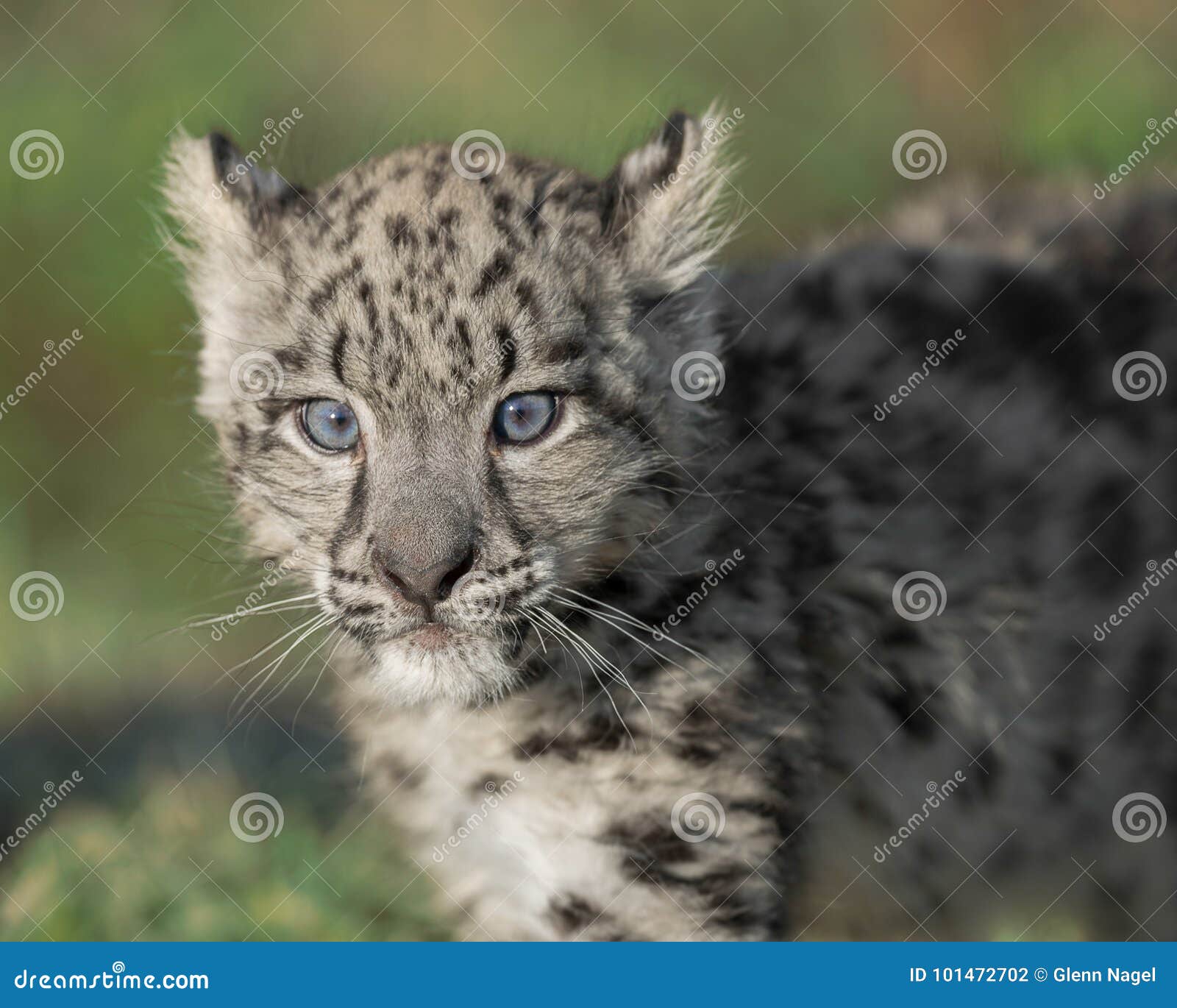 Snow leopard cub portrait stock photo. Image of female - 101472702