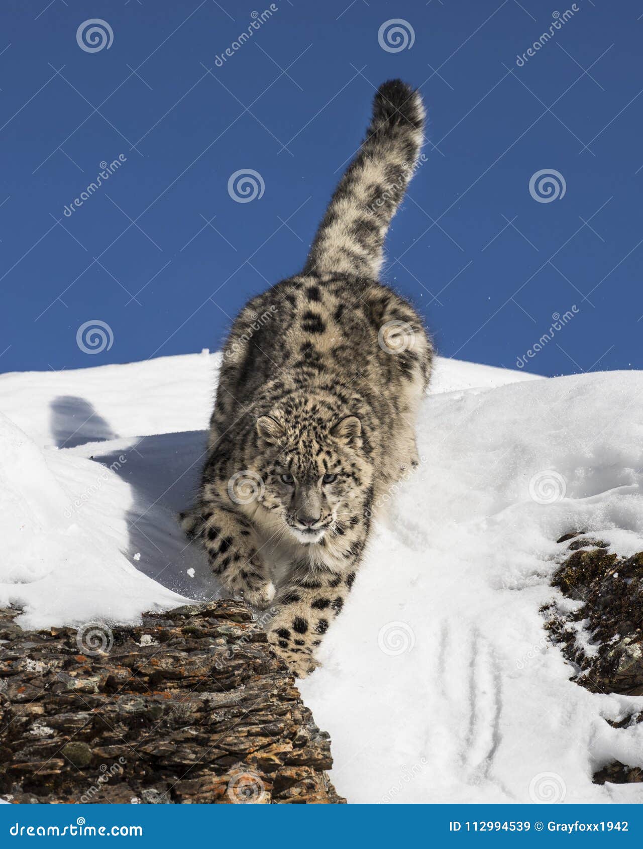 Snow Leopard Cub Stock Image Image Of Snow Carnivore 112994539