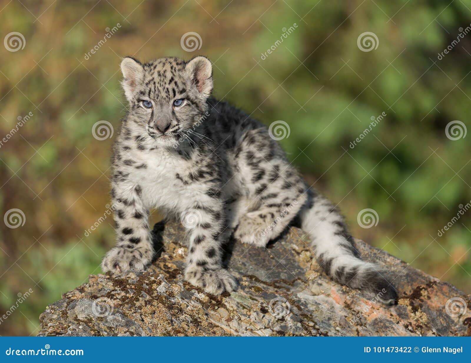 Snow leopard cub stock photo. Image of mammal, nature - 101473422