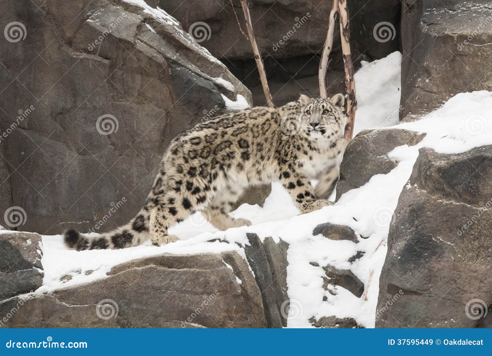 Camouflage Snow Leopard