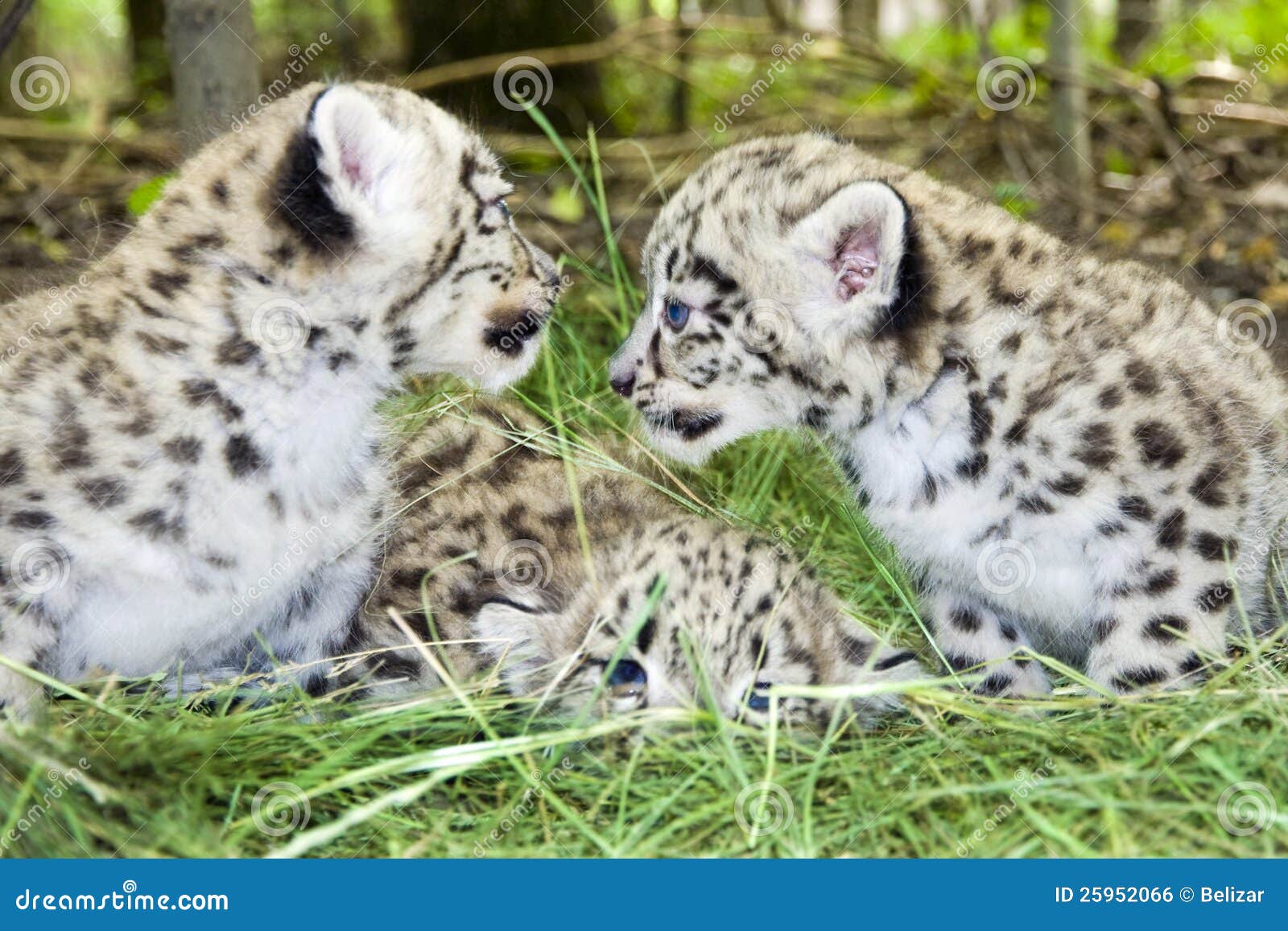 Snow leopard cubs stock photo. Image of young, snow, mammal - 25952066