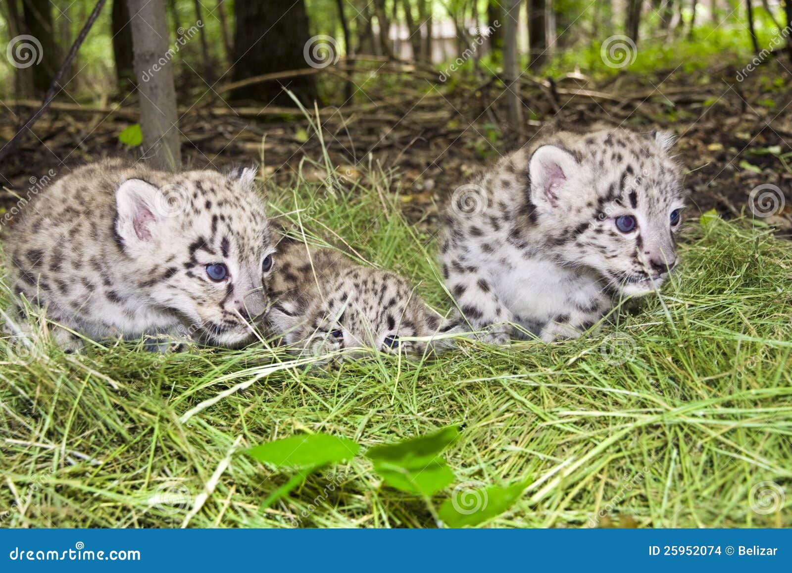 Snow leopard cubs stock photo. Image of baby, snow, asia - 25952074