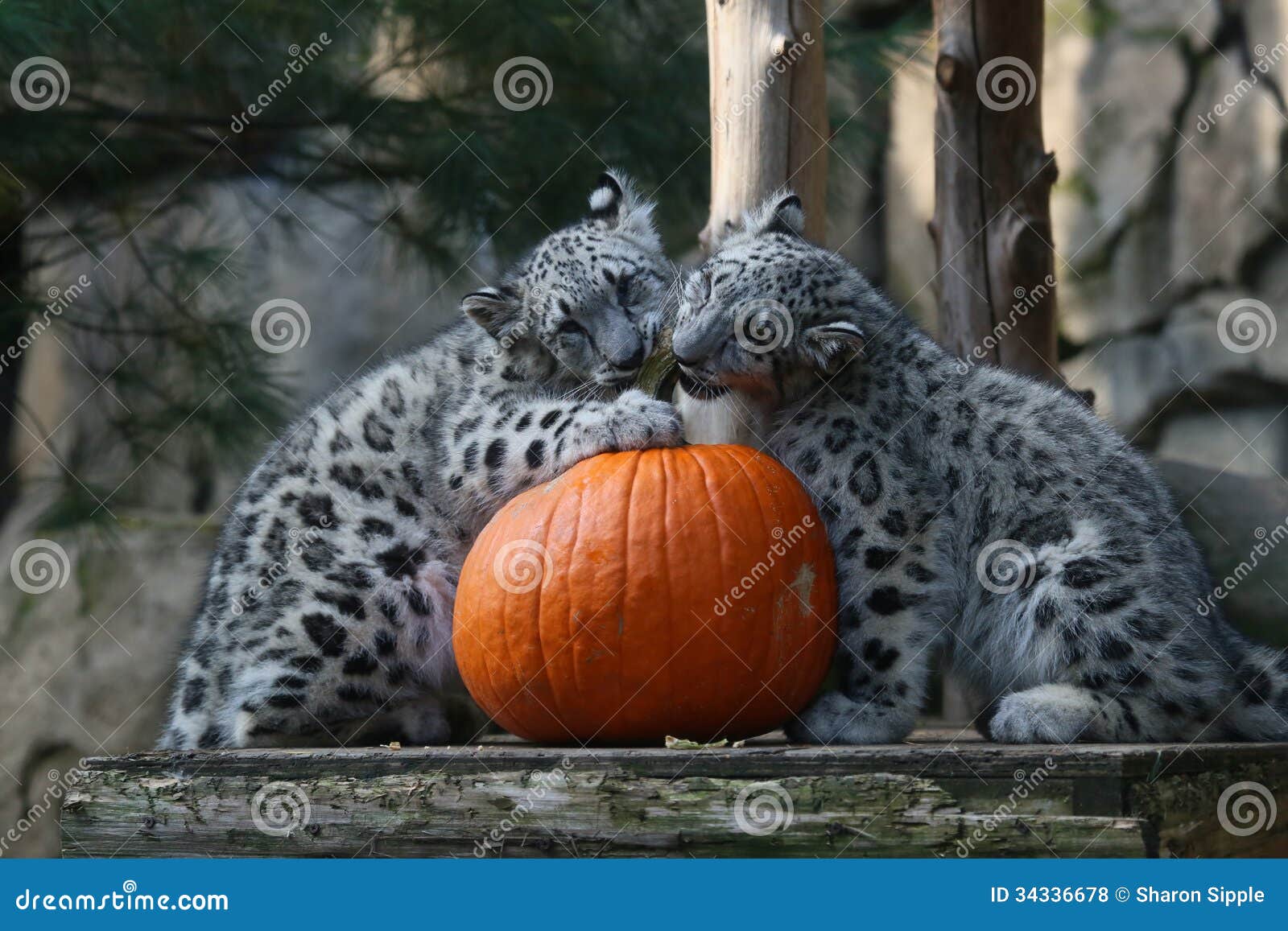 Snow Leopard Cubs First Pumpkin Stock Photo - Image of pumpkins, babies ...