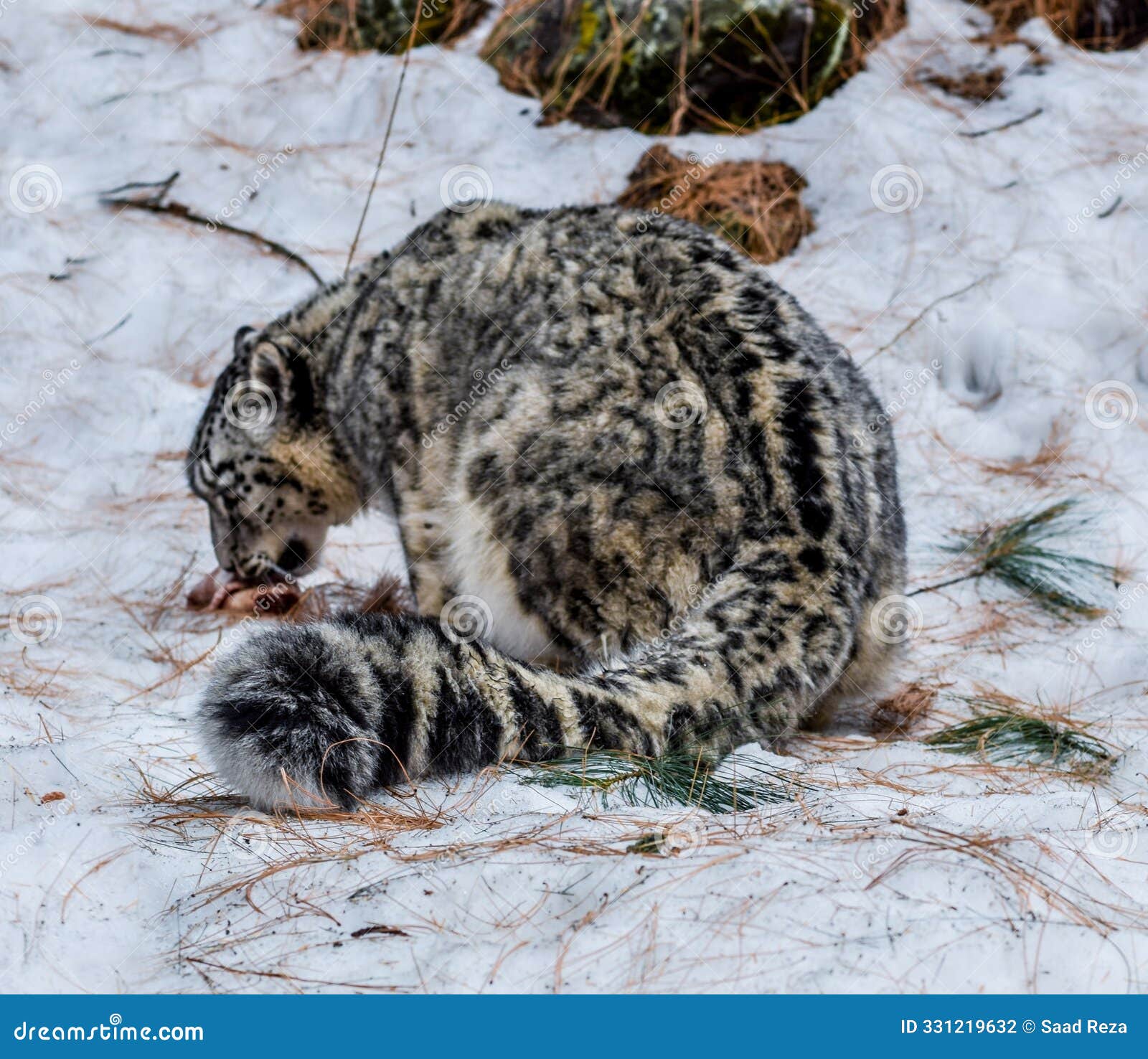 Snow Leopard Eating His Lunch Stock Photo - Image of north, lunch ...