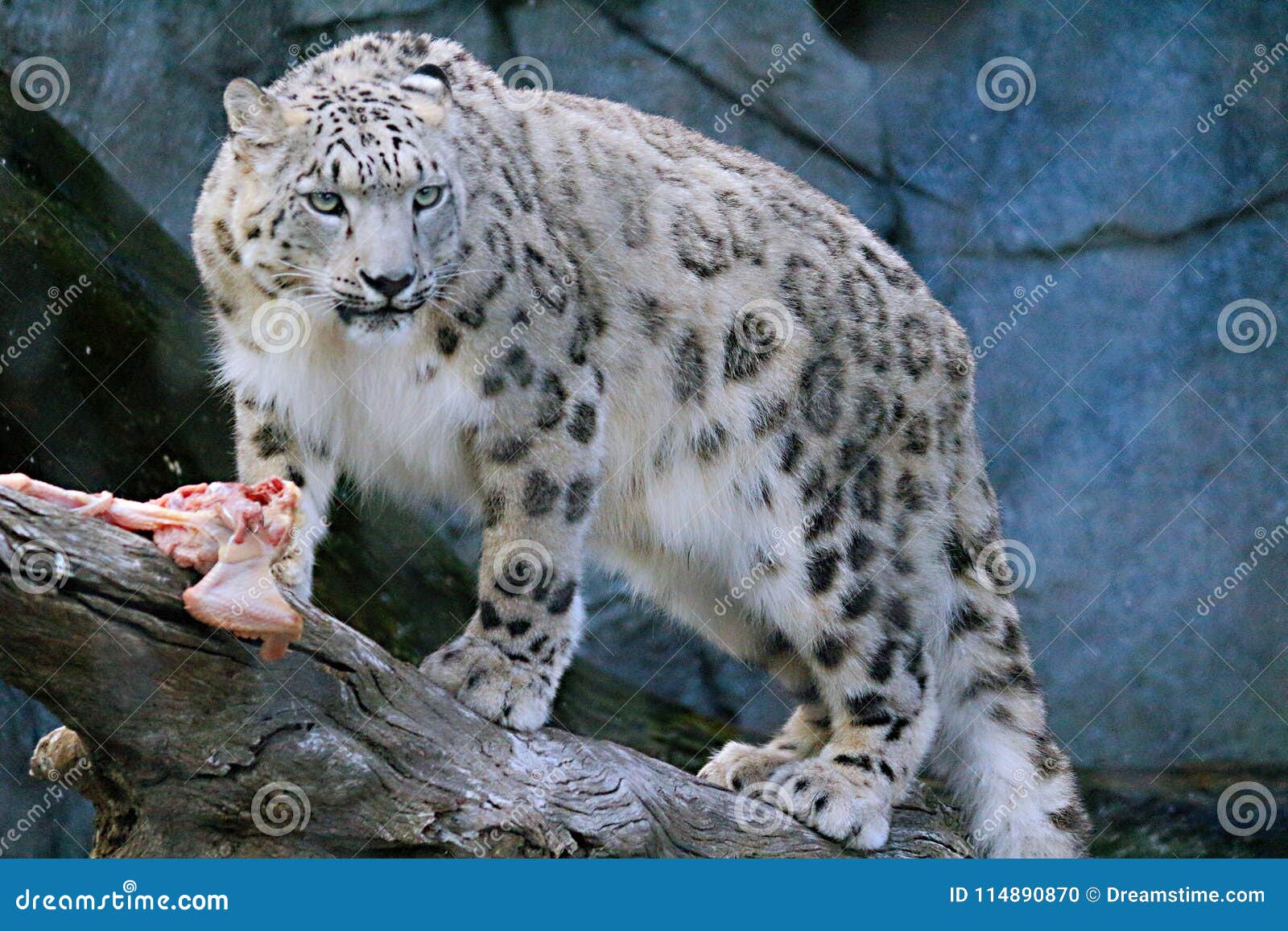 Snow leopard stock photo. Image of snow, looking, leopard - 114890870